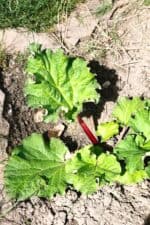 Rhubarb: everything you need to know | Rhubarbarians